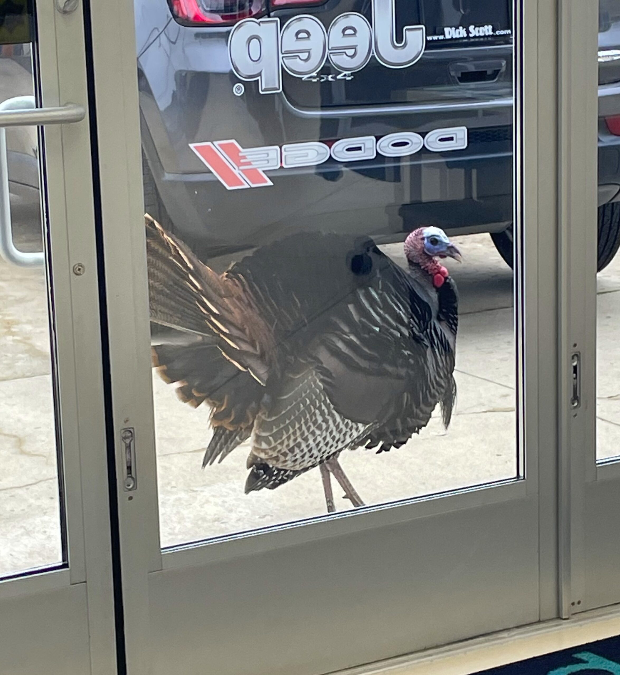 Affection for Plymouth's fearless/beloved turkey grows daily