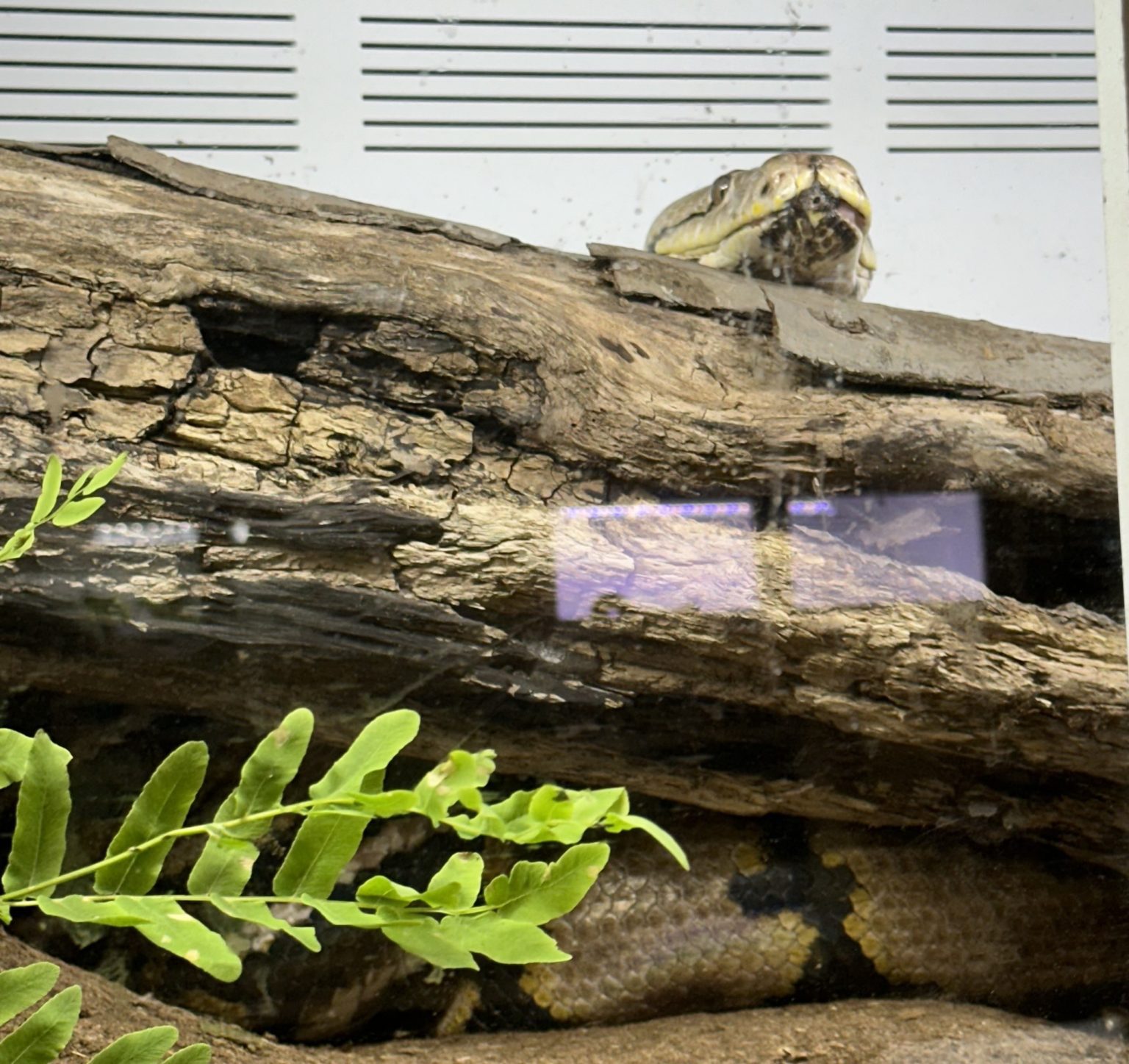 SNAKES ALIVE! Check out menagerie of cool reptiles